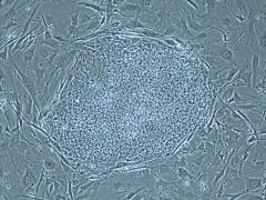 Pope appoints U.S. stem-cell biologist to science academy - CatholicPhilly