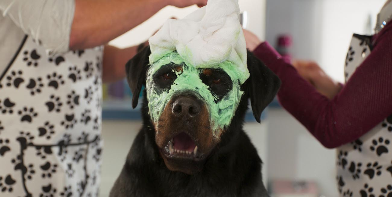 Movie review: Show Dogs – CatholicPhilly