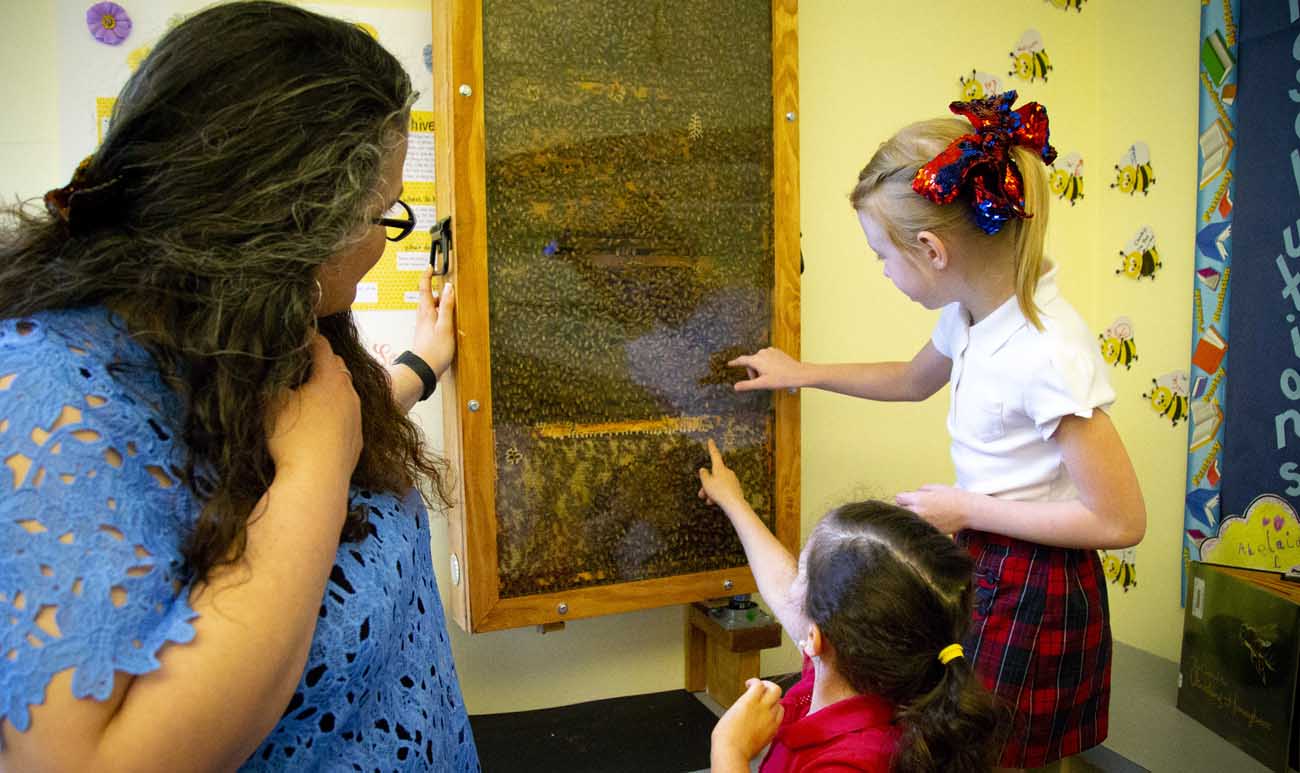 Beehive in Catholic school viewed as ecological, religious tool ...